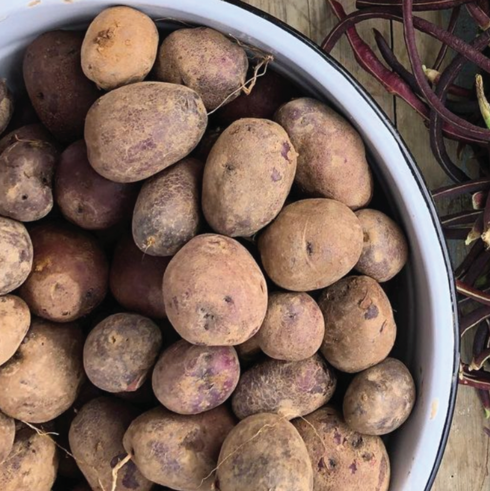 HERBY POTATO SALAD WITH SMASHED GREEN OLIVES – Bloomsbury Farm TN